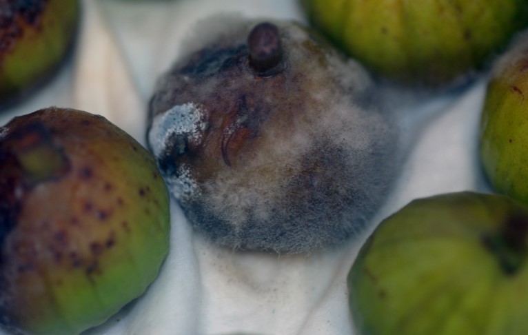 Classification (classification-q9os4) - Roboflow Universe