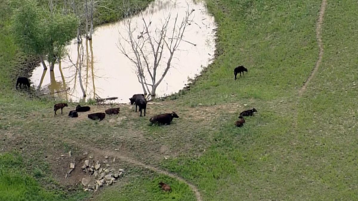 Cow Counting Object Detection Dataset And Pre Trained Model By Thesis