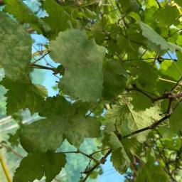 grape-vine Instance Segmentation Dataset and Pre-Trained Model by jiangsu university