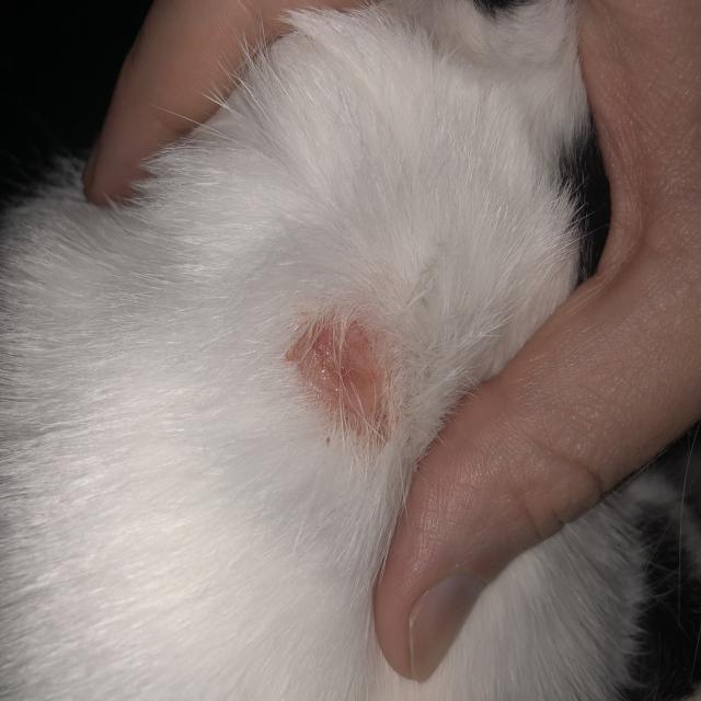 cat ringworm Object Detection Model by penyakit kucing