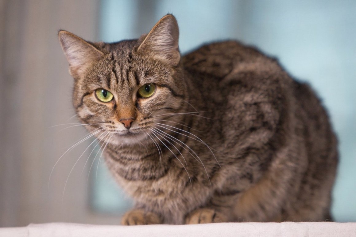 Cat Detection Object Detection Dataset And Pre Trained Model By Usmoni03