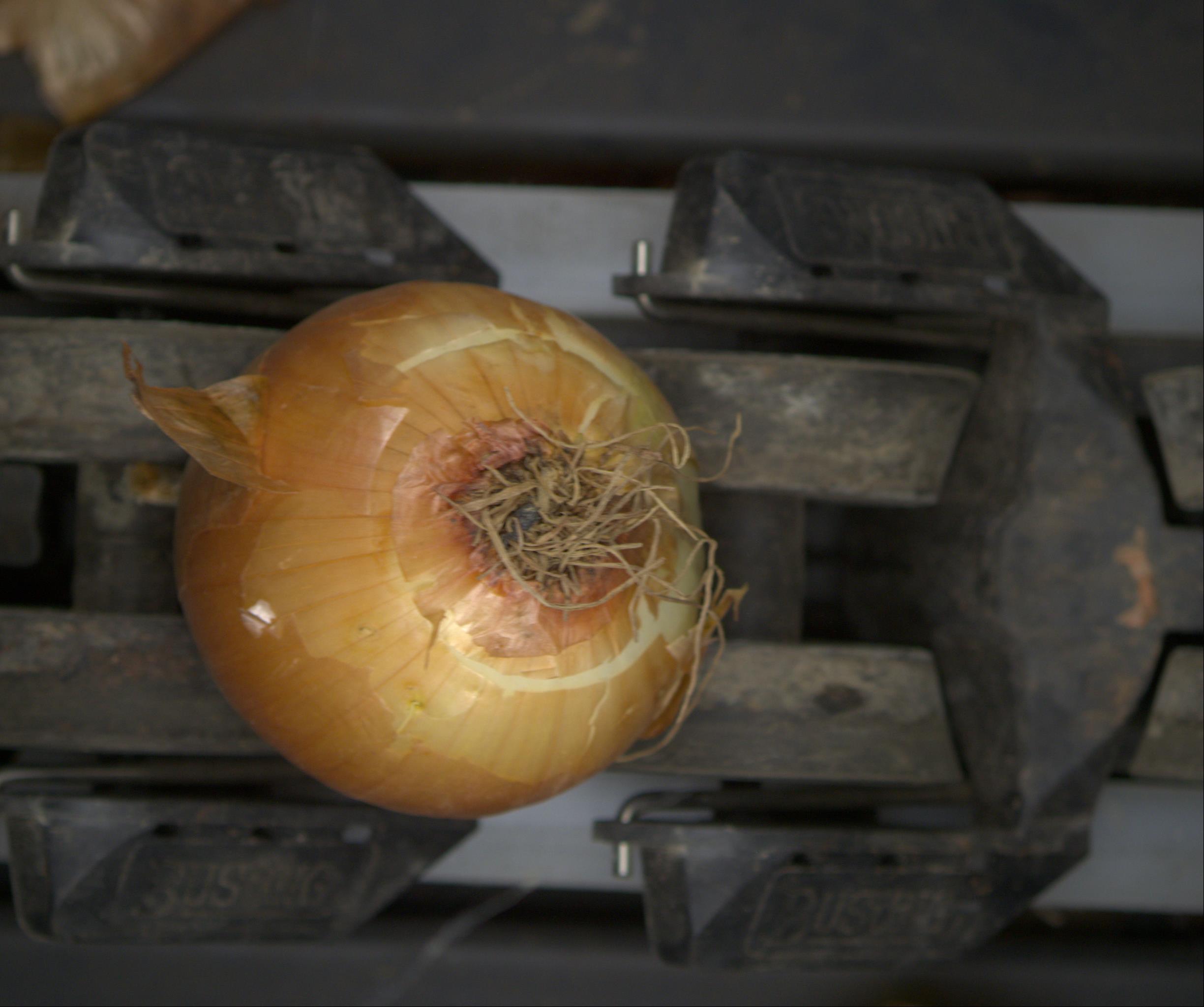 onion_ABCD Object Detection Dataset by jimin