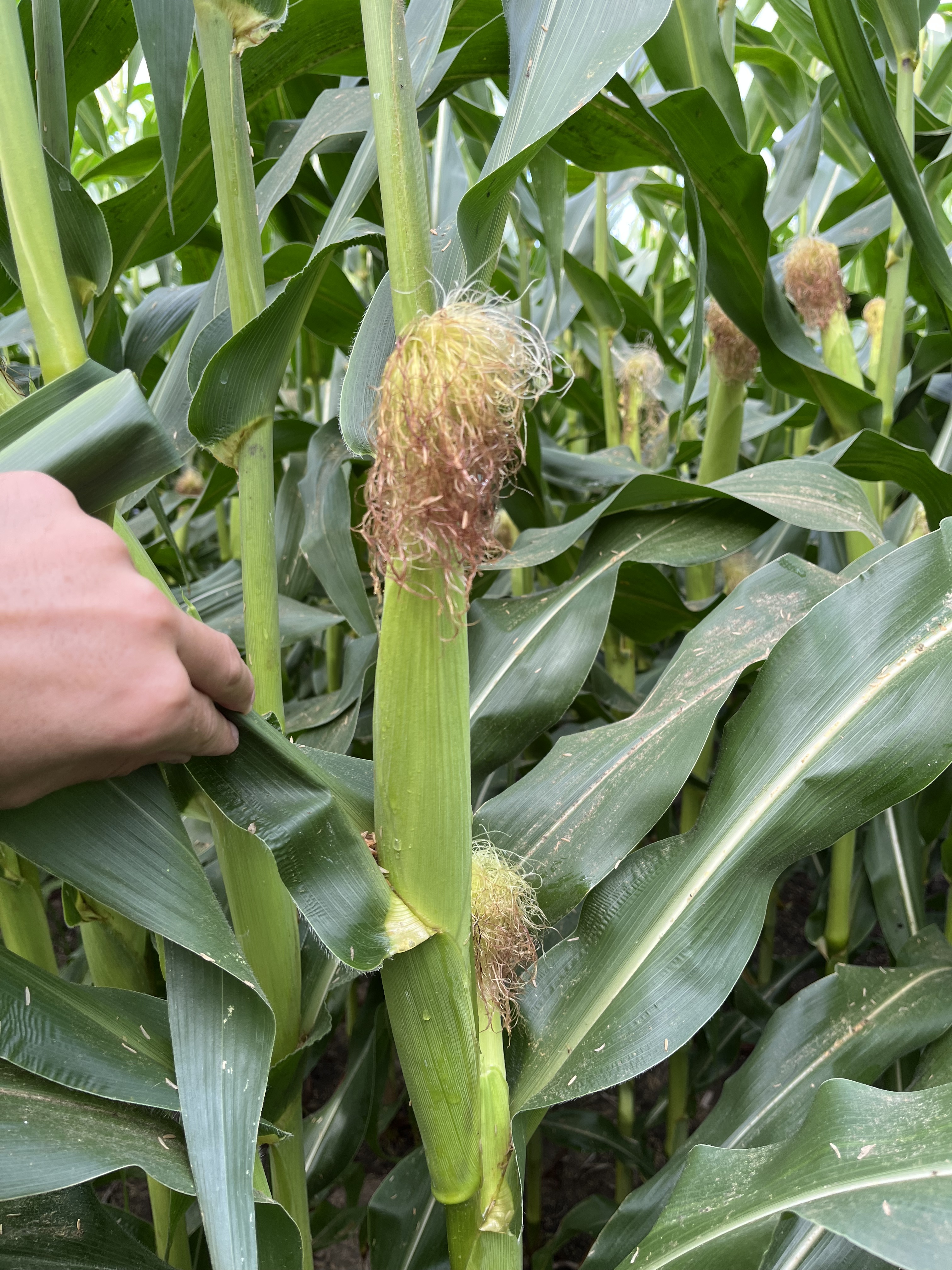 Corn Instance Segmentation Dataset by Gustavos Workspace