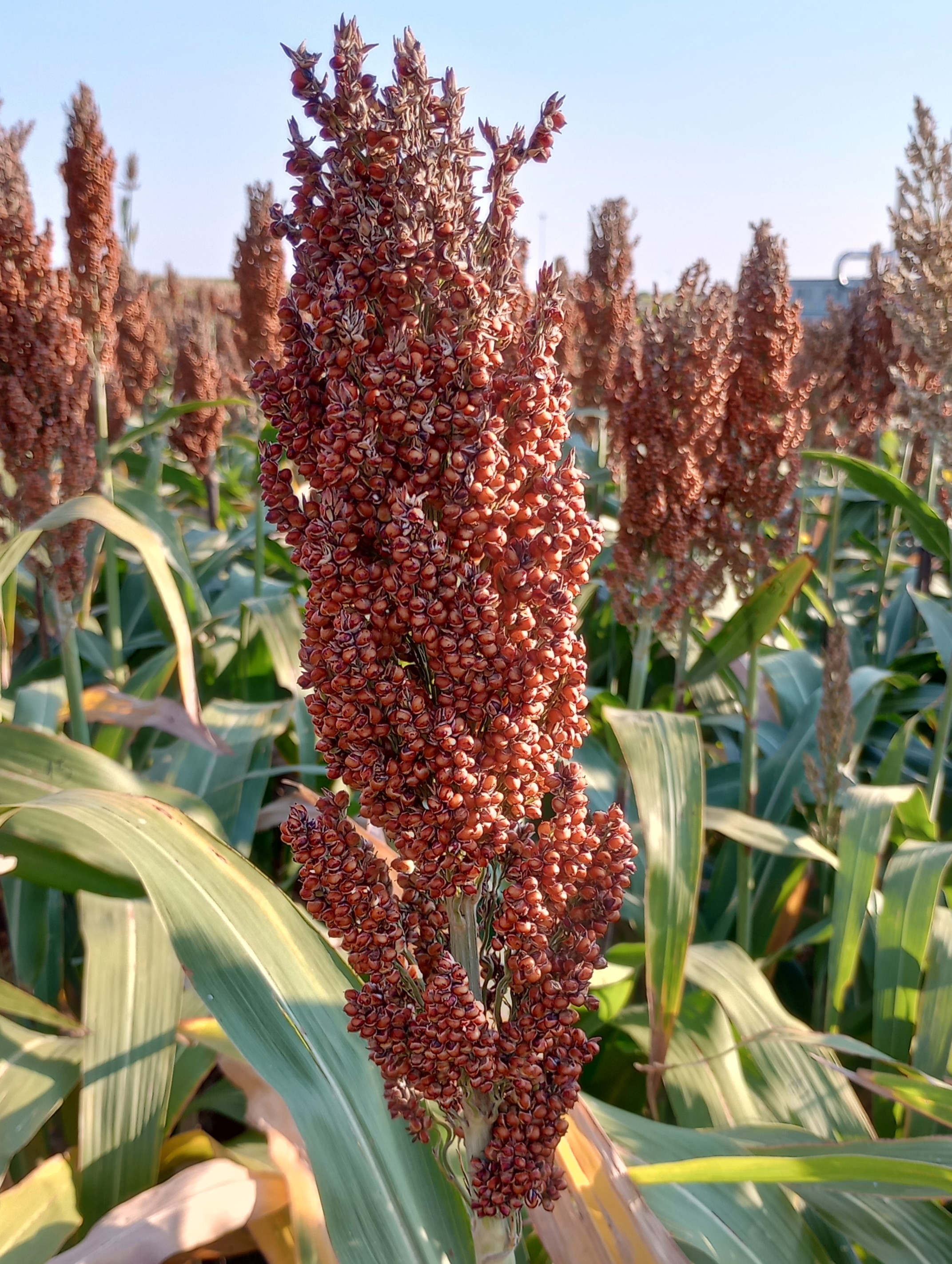 Sorghum Instance Segmentation Dataset by Gustavos Workspace