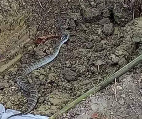 1 Object Detection Dataset by Indonesian Snake