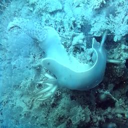 no_only Object Detection Dataset by pete piya