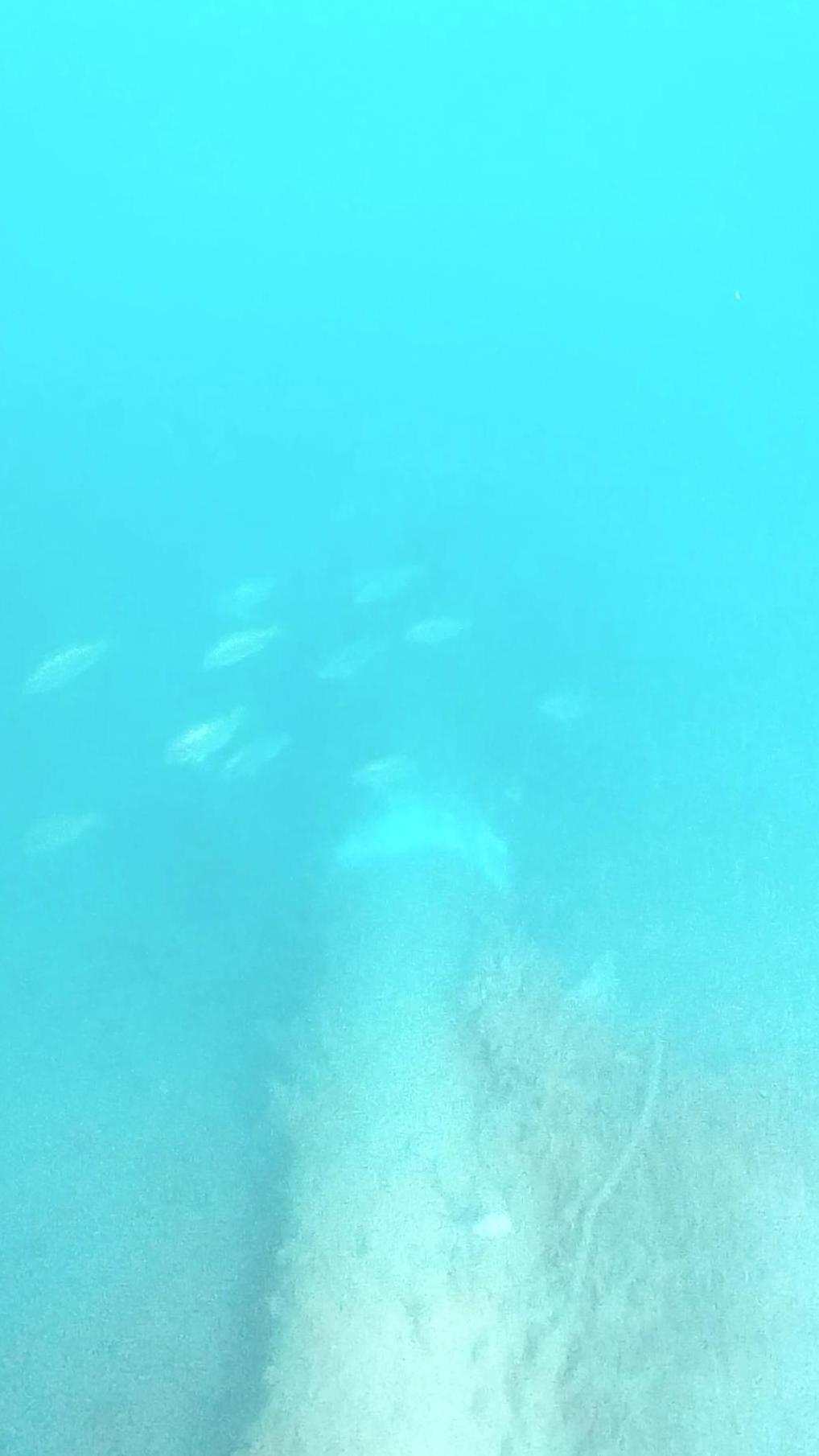 anode_only4 Object Detection Dataset by pete piya