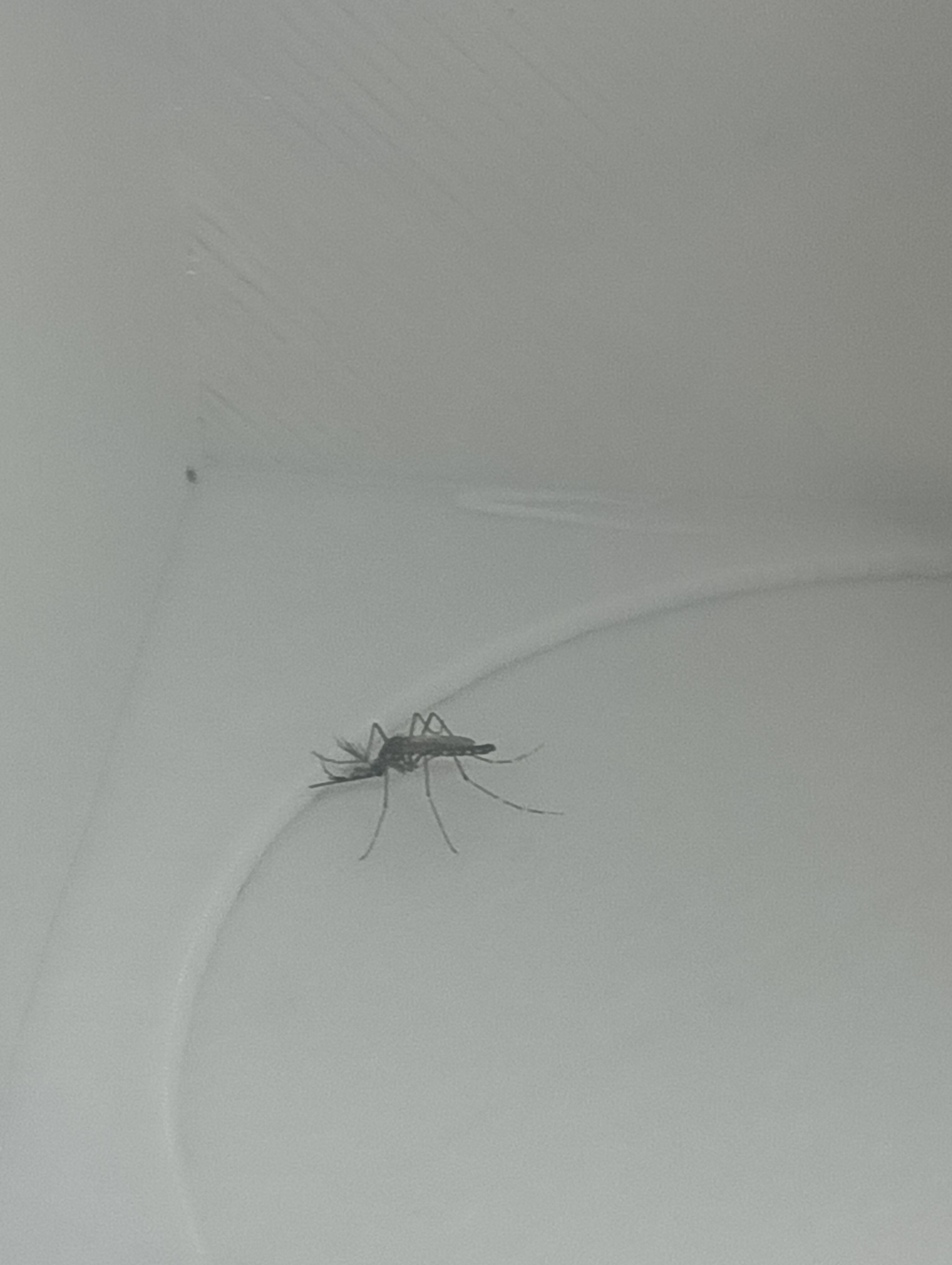 Clasificador De Mosquitos Object Detection Dataset And Pre Trained