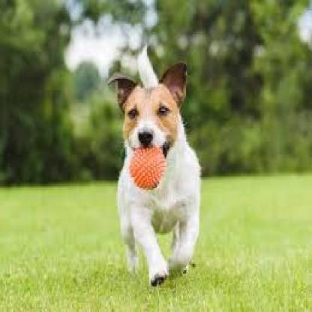 Dog Object Detection Dataset by National Taiwan Ocean University