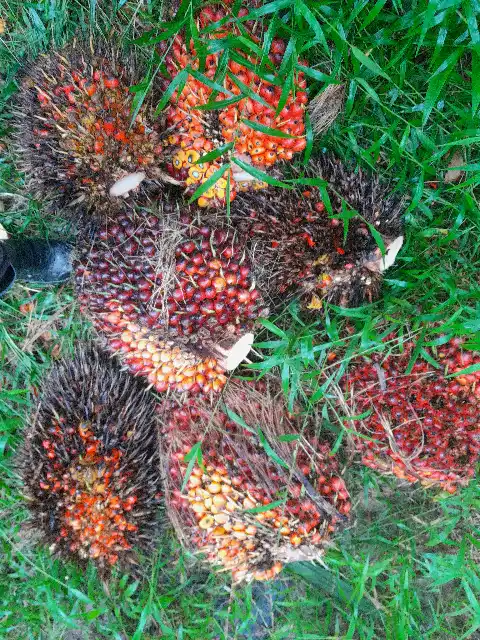 Palm Oil Count and Grading - Roboflow Universe