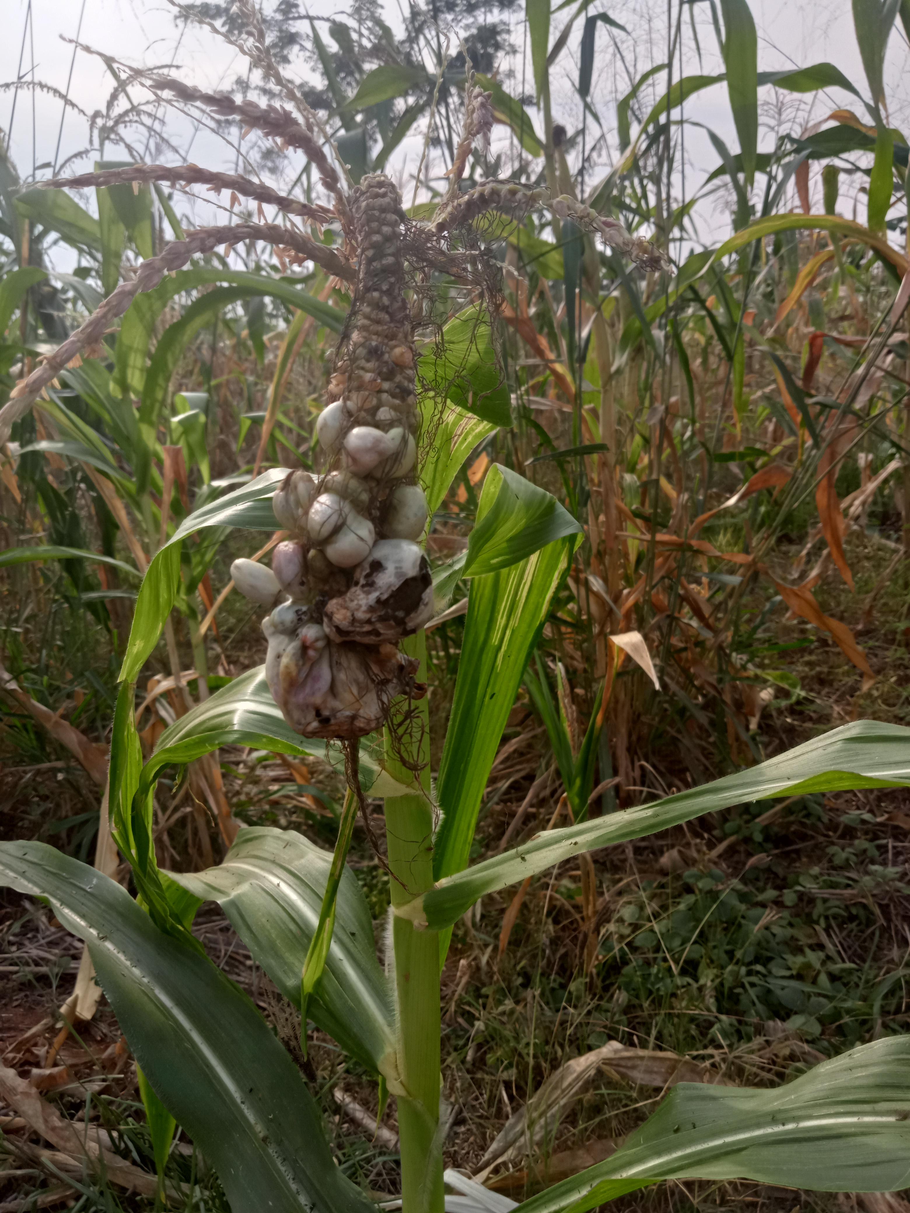 FP_YOLO Object Detection Model by Field Plant Dataset