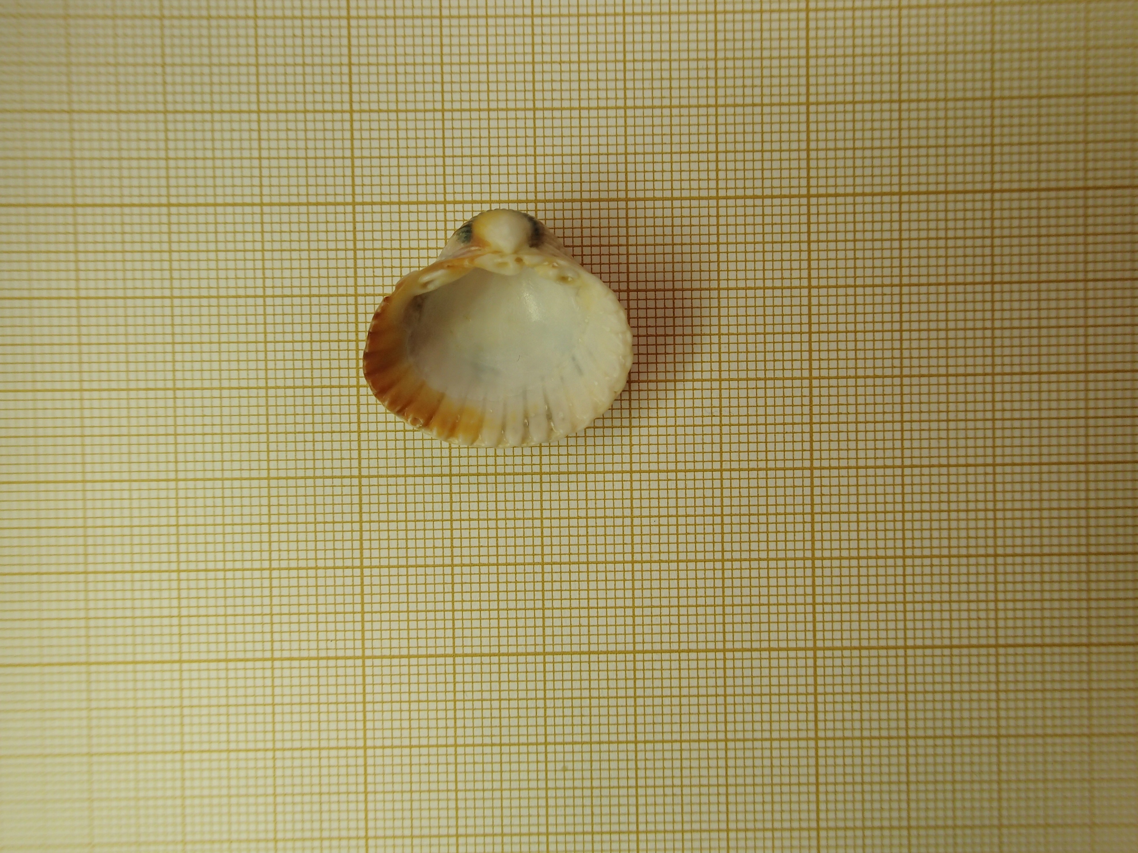 bivalve - Roboflow Universe