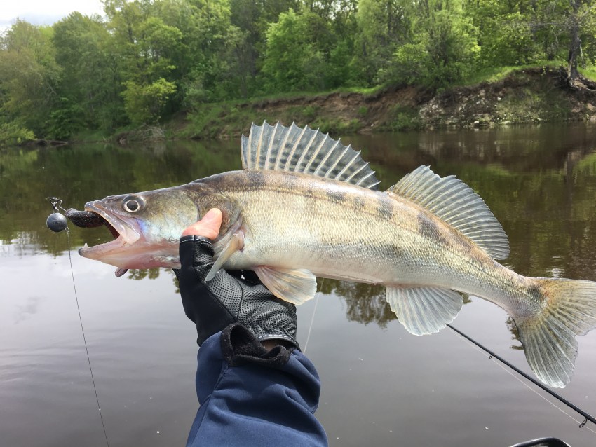 fish detection v1.0 Object Detection Dataset and Pre-Trained Model by Madi