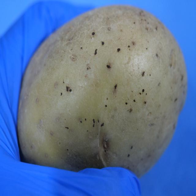 Potato Object Detection Dataset by hefuqing