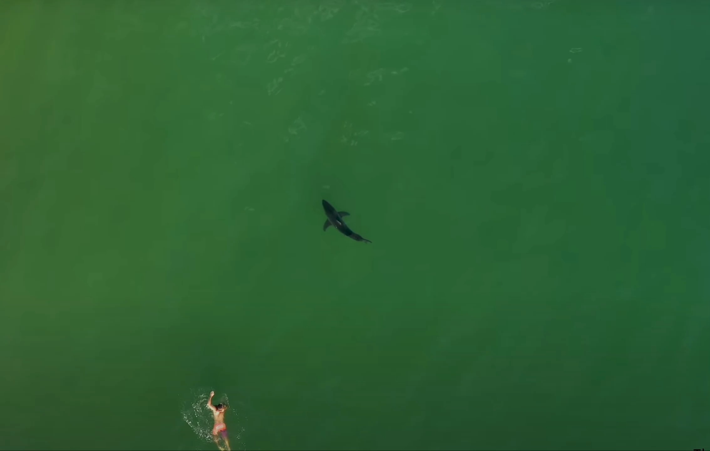 Shark Detection Object Detection Dataset And Pre Trained Model By Salo Levy