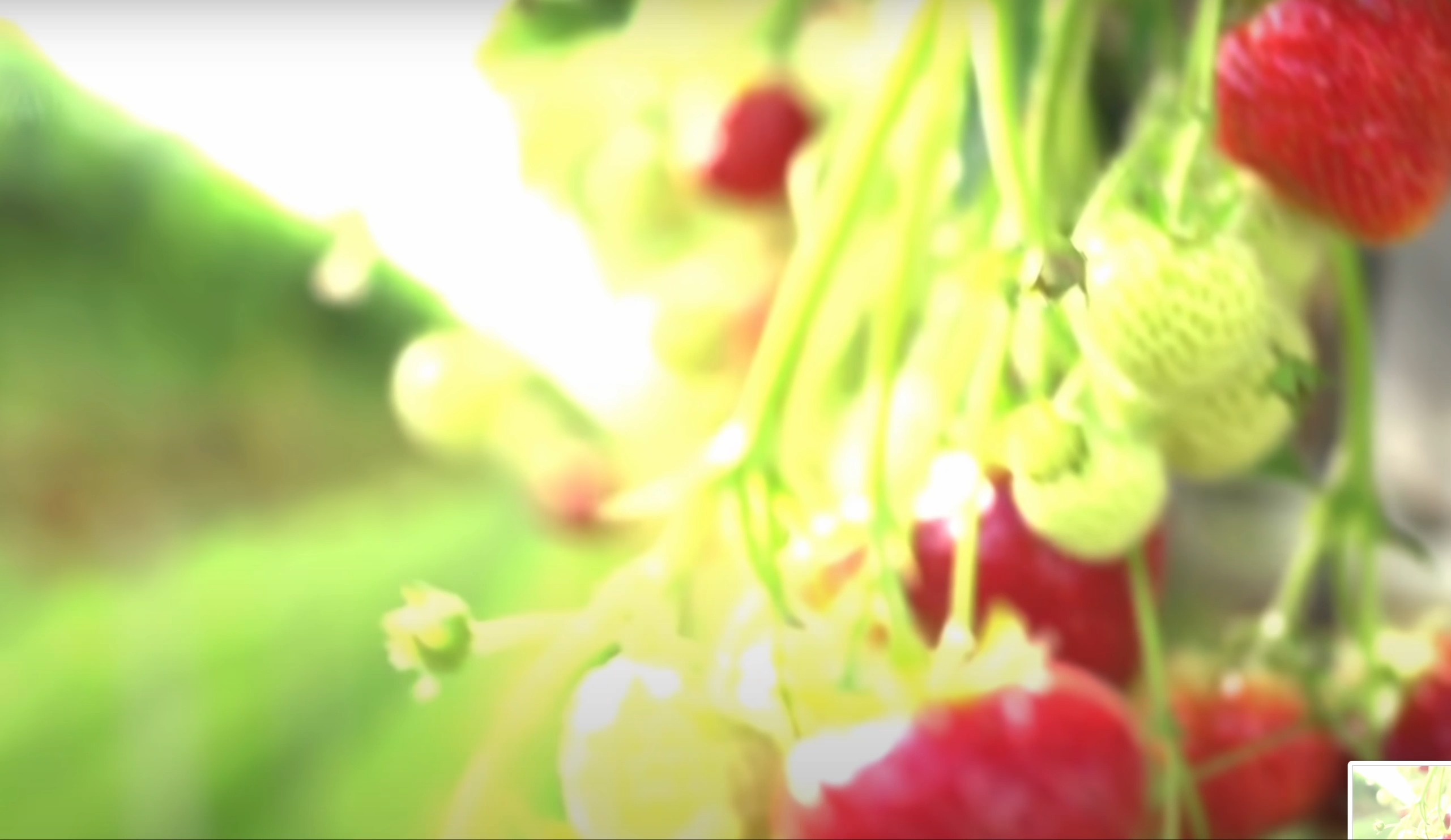Strawberry - Ripe / Not Ripe Object Detection Model by Salo Levy