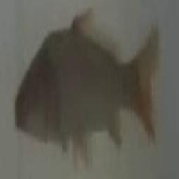 dr_fish_keypoints Keypoint Detection Dataset by HongLab