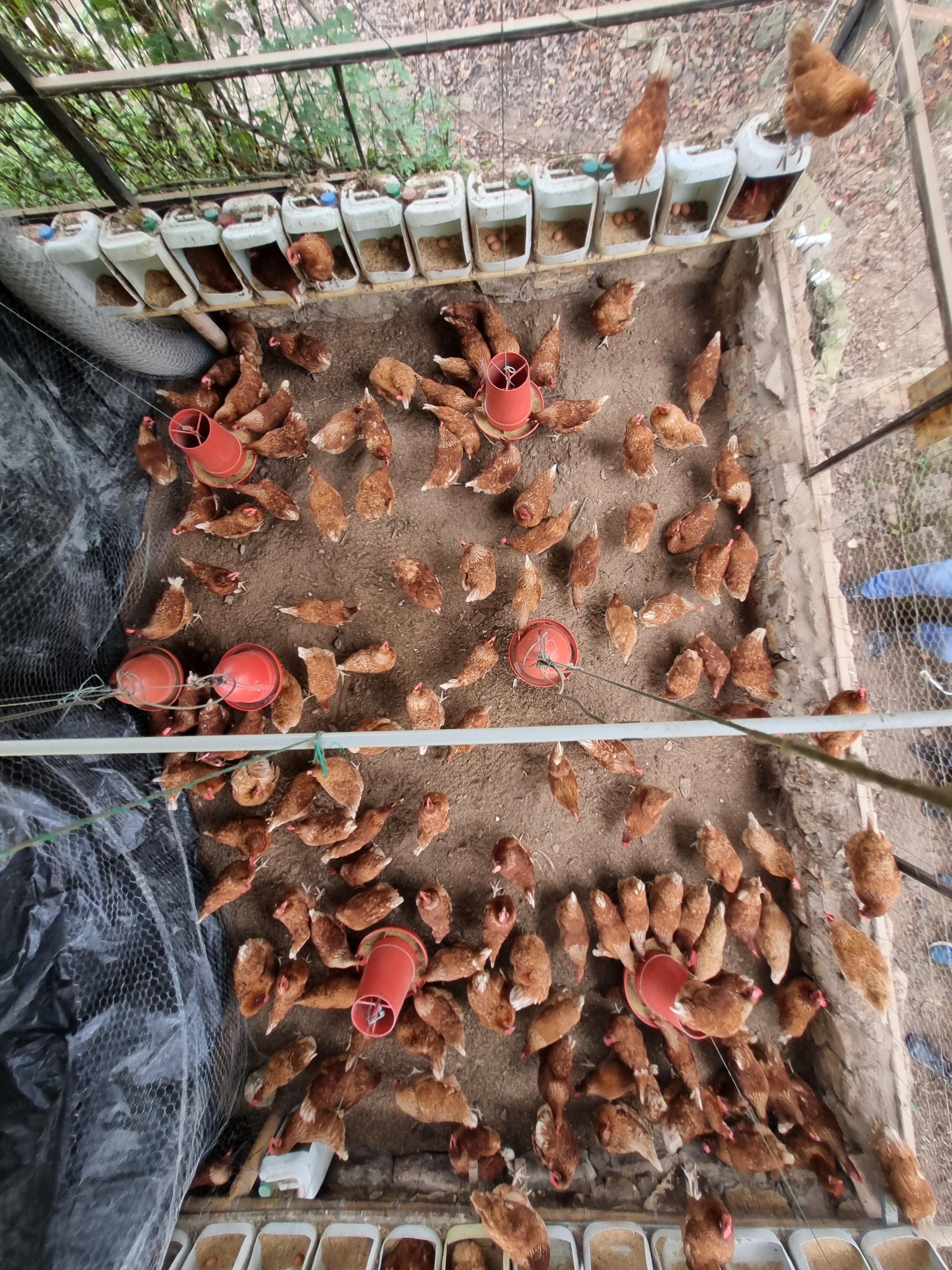 Generar Datasets Object Detection Dataset By Avicola