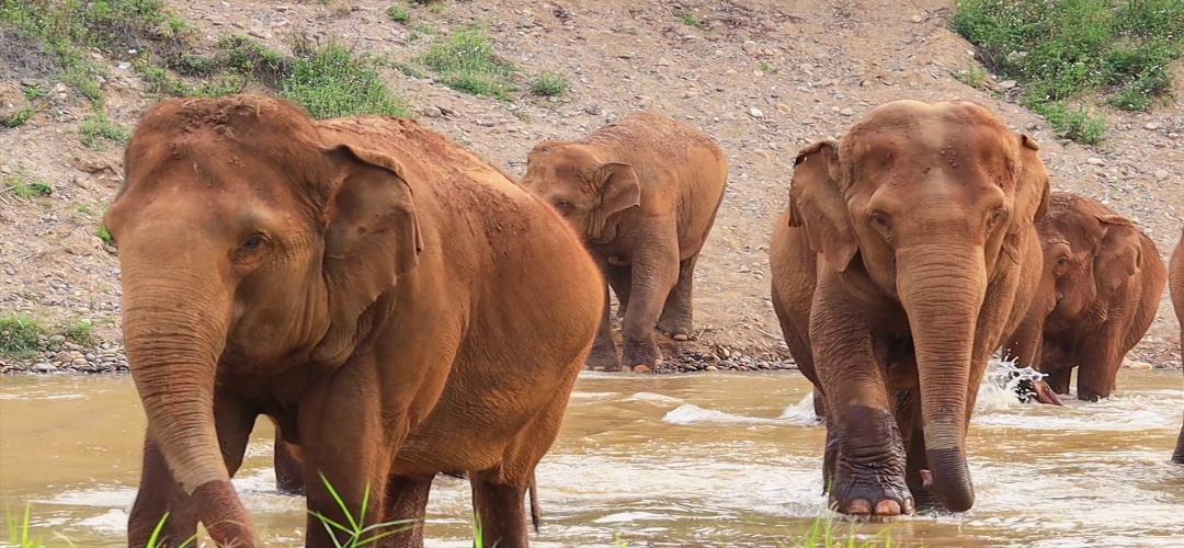 big_five_segmentation_elephant Object Detection Model by azzadetection