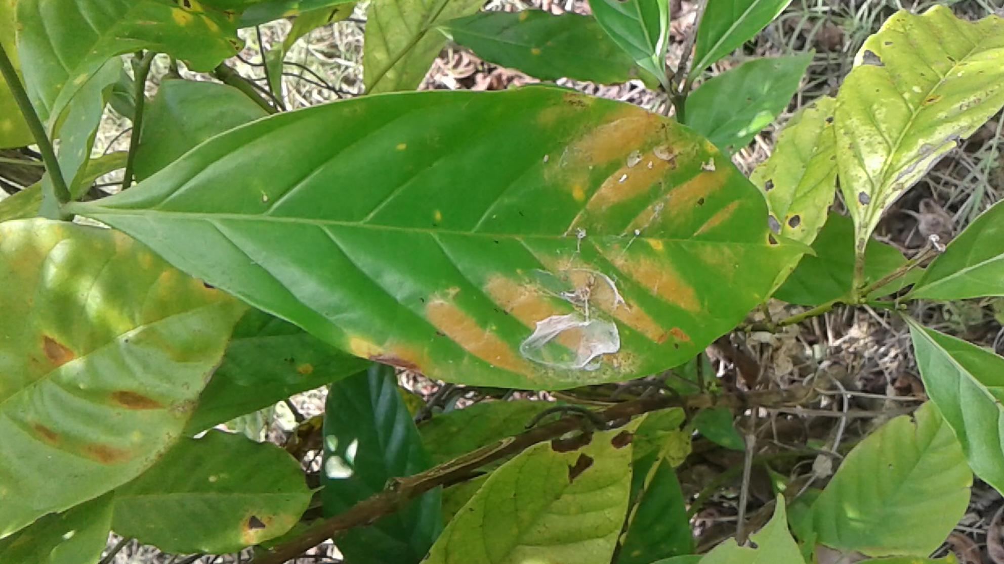 Red Spider Mite Final Object Detection Dataset and Pre-Trained Model by ...