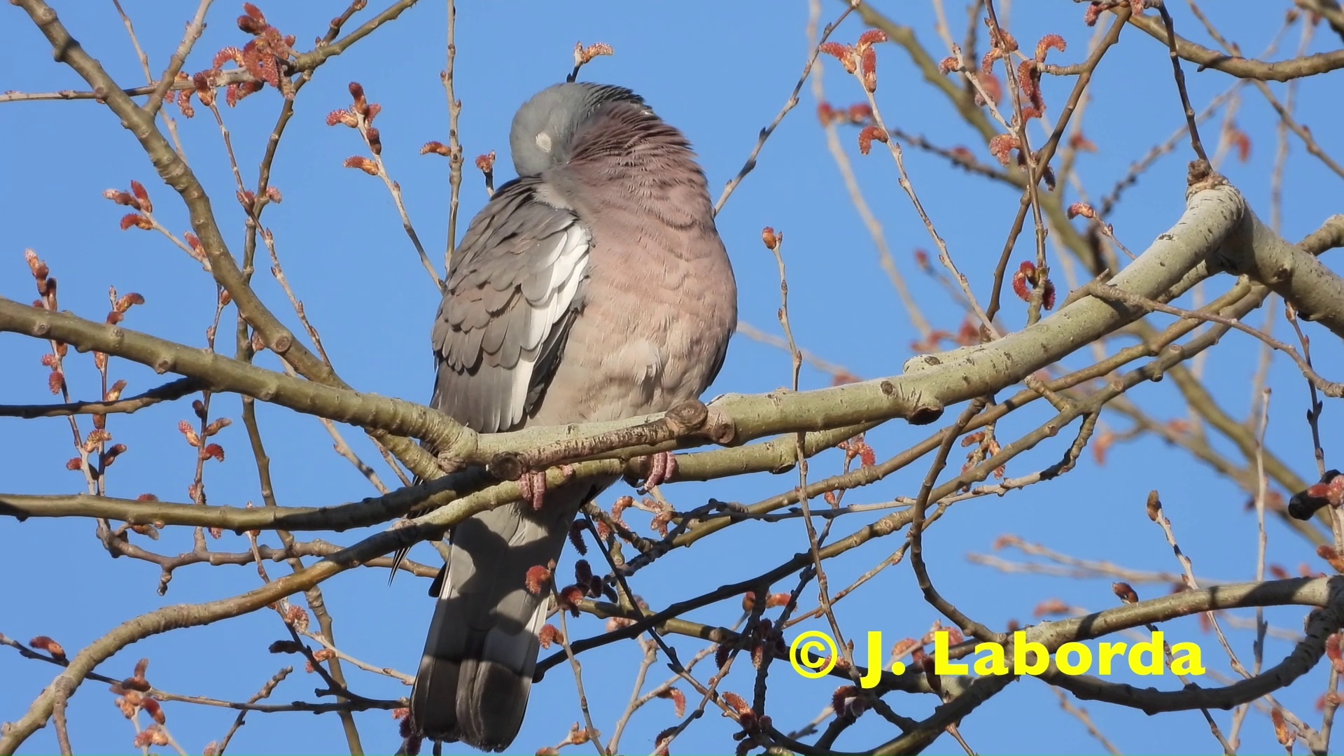 Bird Head Pose Estimation Keypoint Detection Dataset by Bird Annotation