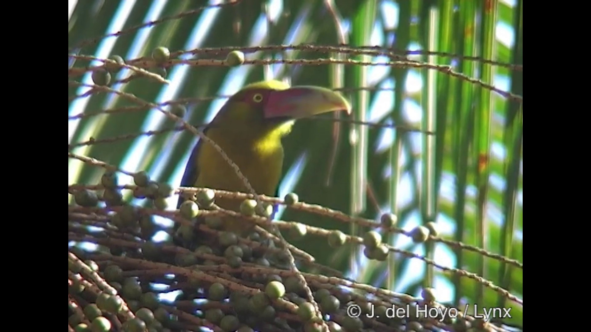 Bird Head Pose Estimation Keypoint Detection Model By Bird Annotation