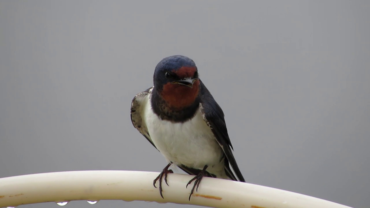 Bird 2 Keypoint Detection Dataset by Bird Annotation