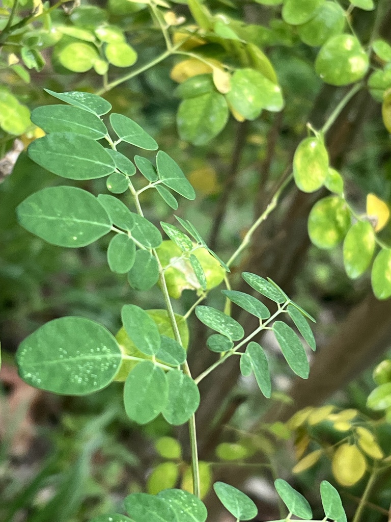 herbal plant detection Object Detection Model by Mark John Kenneth