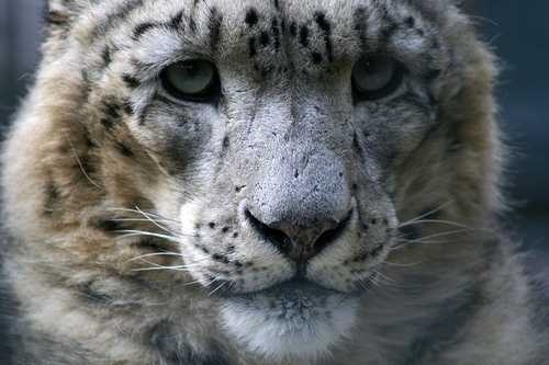 Leopard Object Detection Dataset by Project