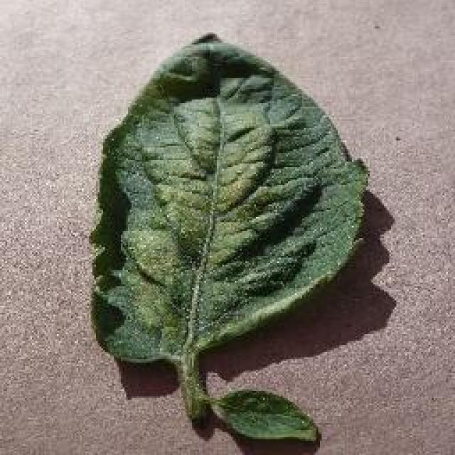 Tomato-Leaves Object Detection Model by IFOR