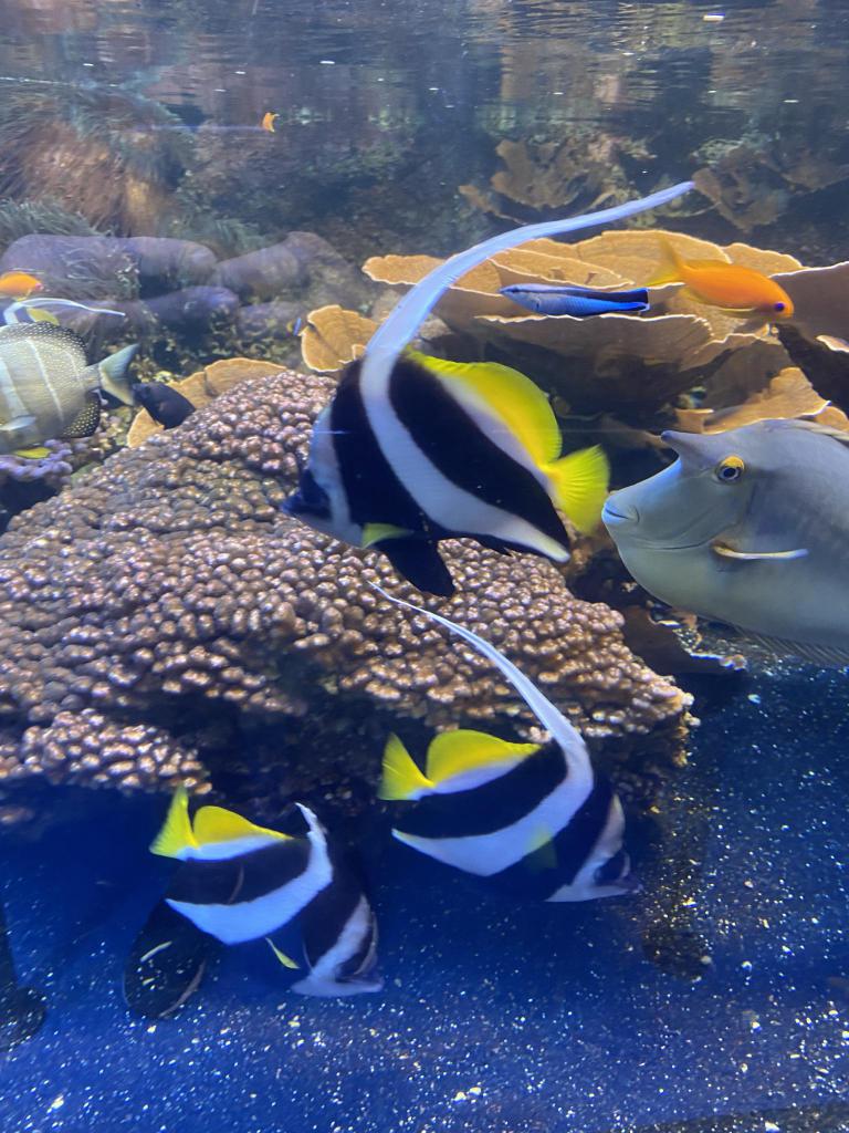 Aquarium Object Detection Dataset and Pre-Trained Model by My Workspace