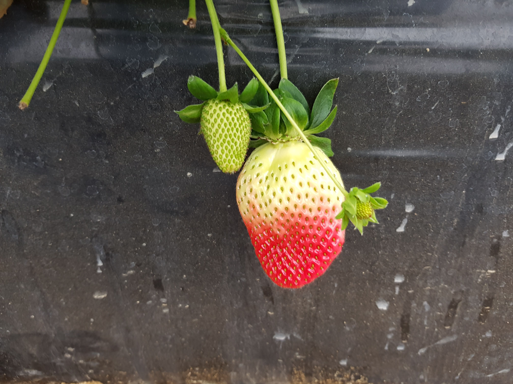 Çilekler Object Detection Dataset And Pre Trained Model By Yapay Zeka