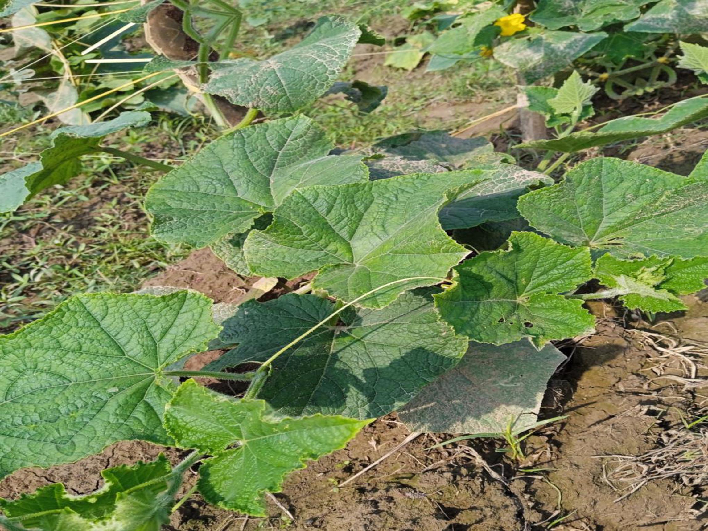 cobra team - Roboflow Universe