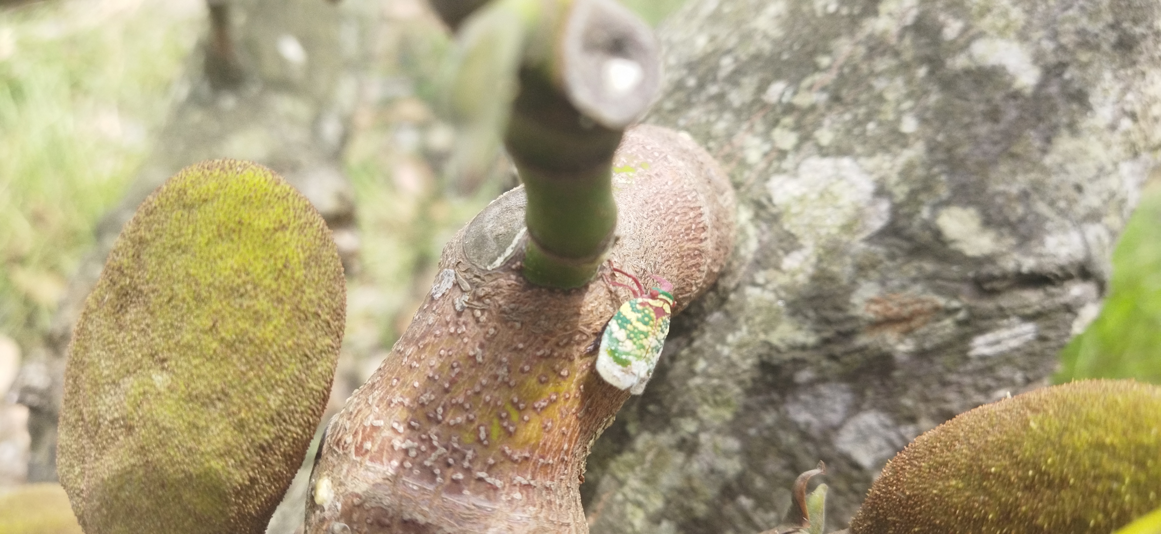 Jackfruit-shape Object Detection Dataset by Nitin