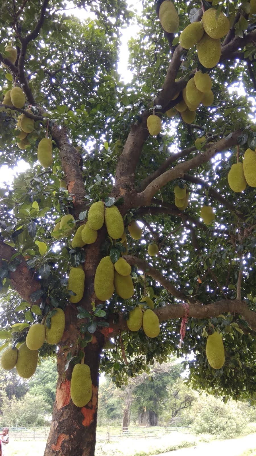 jackfruit Object Detection Model by Nitin