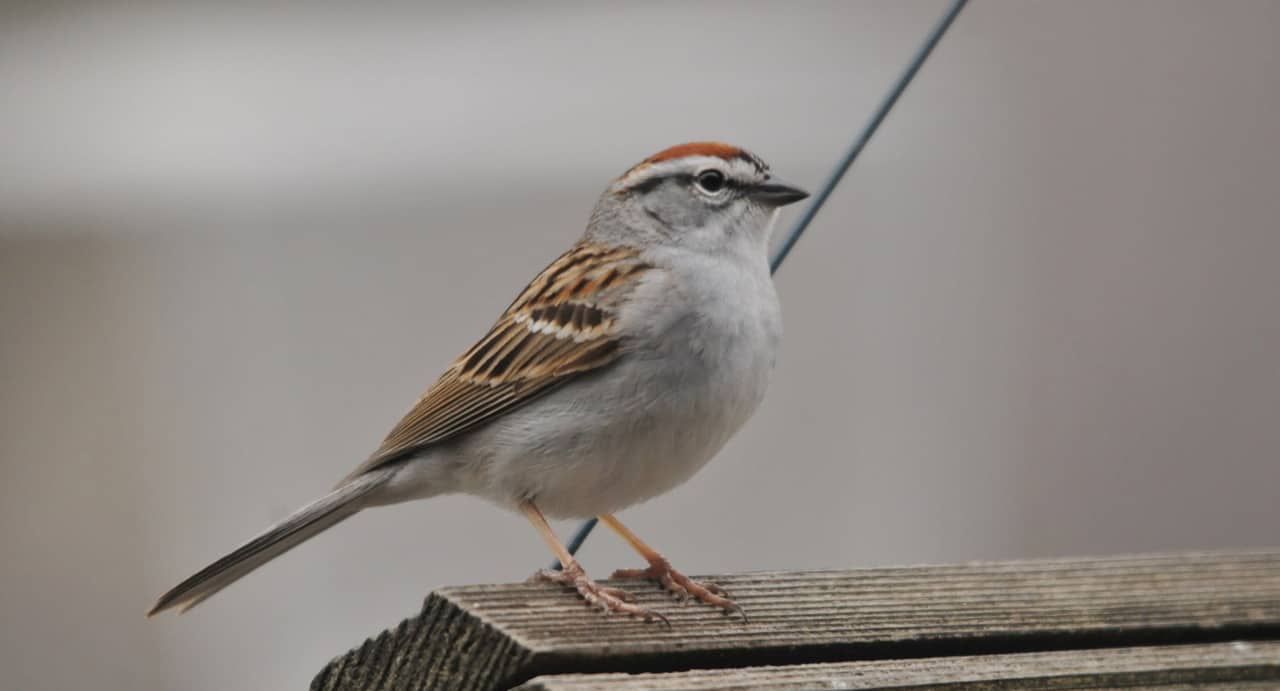 Bird Detection Object Detection Model by Darren Jones