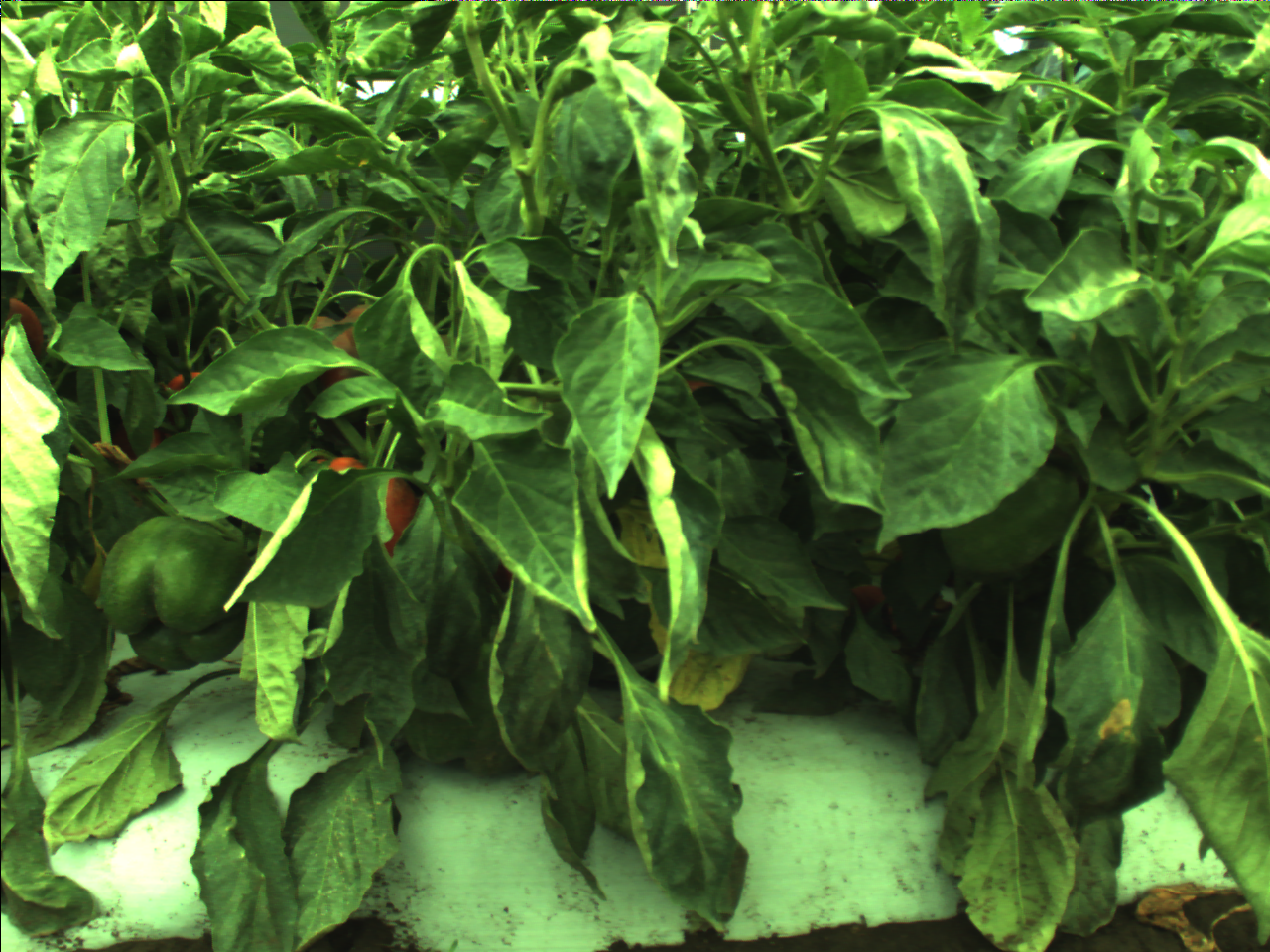 Capsicum Detection Object Detection Dataset And Pre Trained Model By