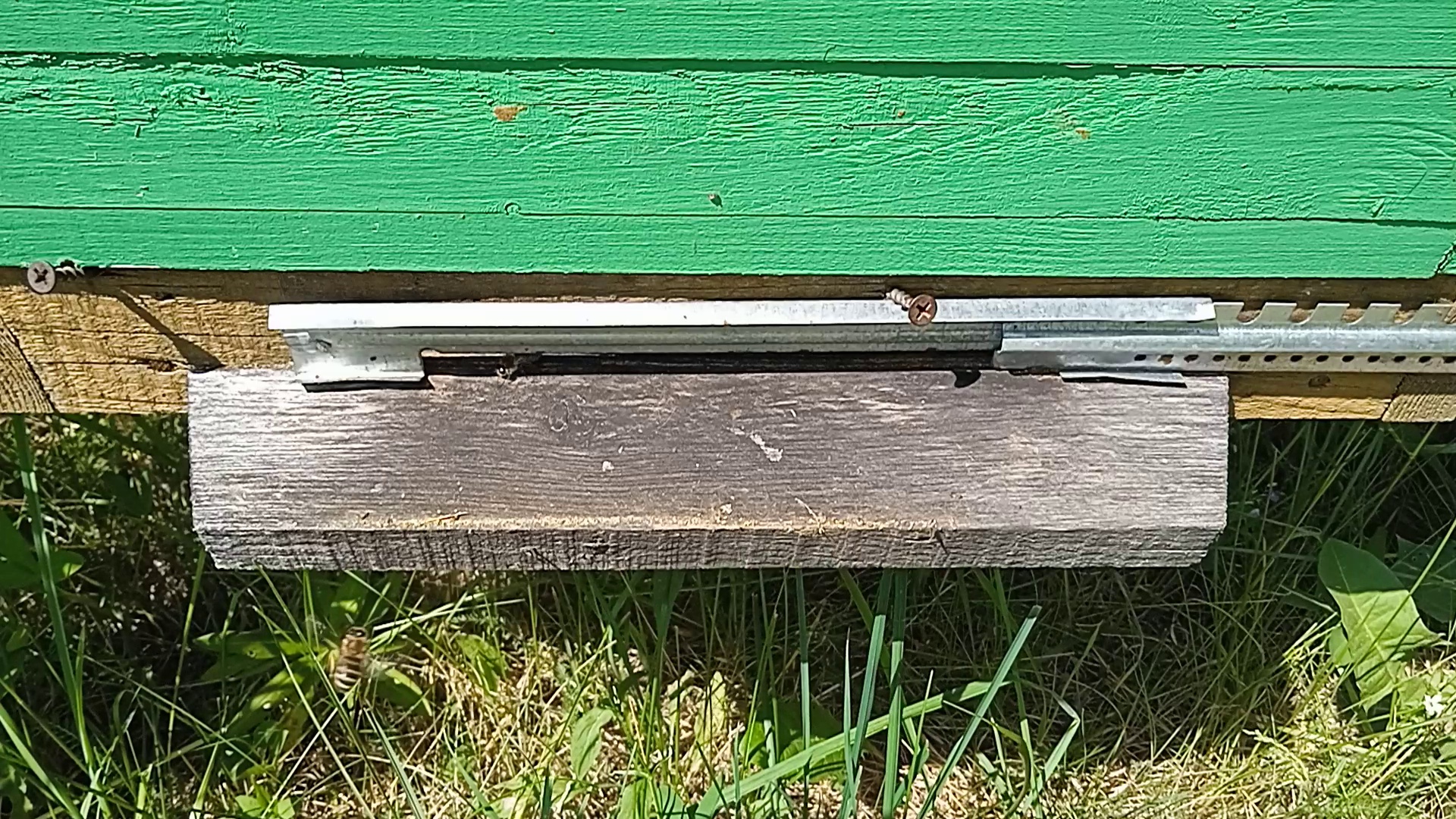 bee detection Object Detection Dataset and Pre-Trained Model by ...