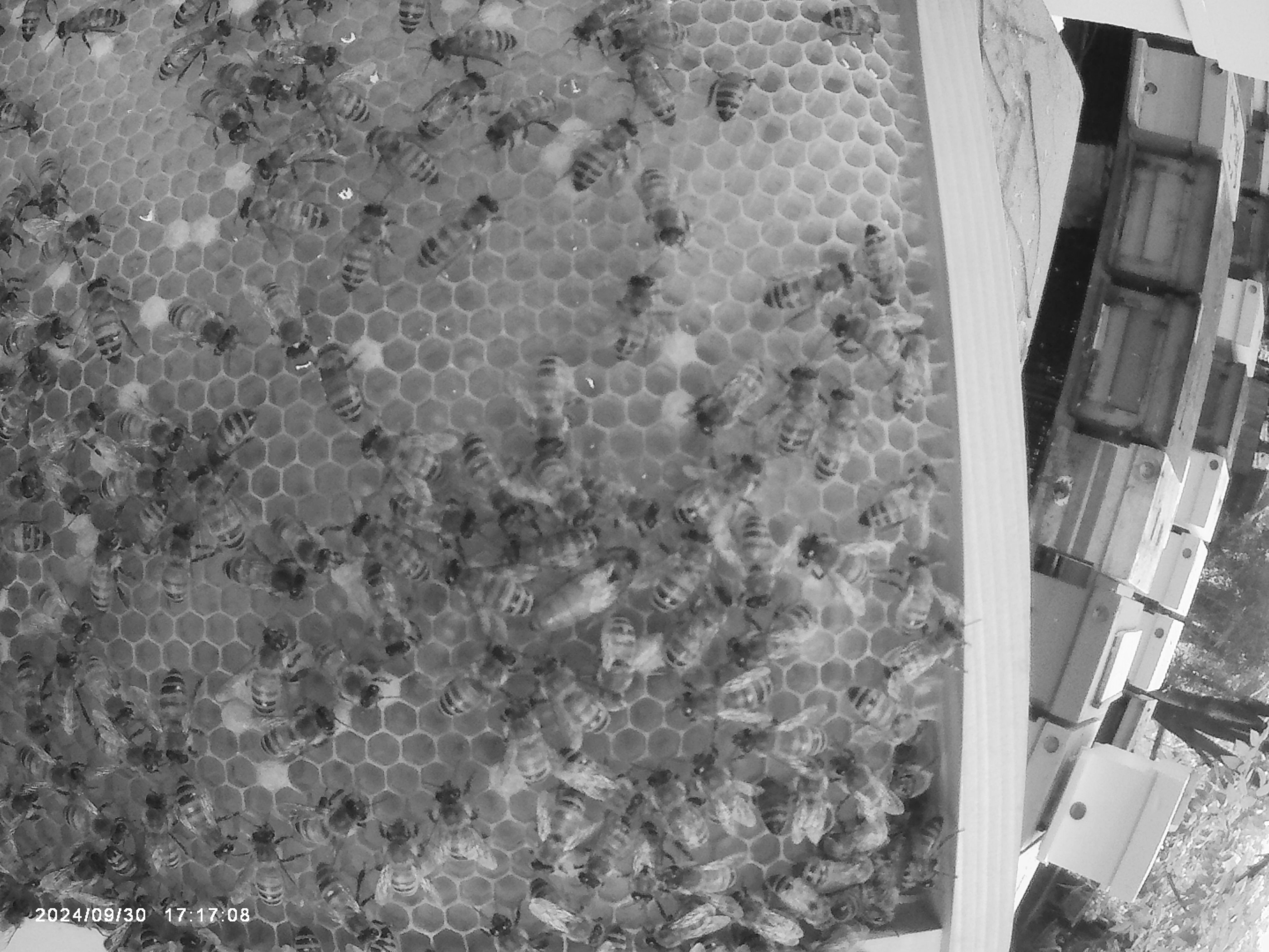 bee detection_grayimages Object Detection Dataset and Pre-Trained Model ...