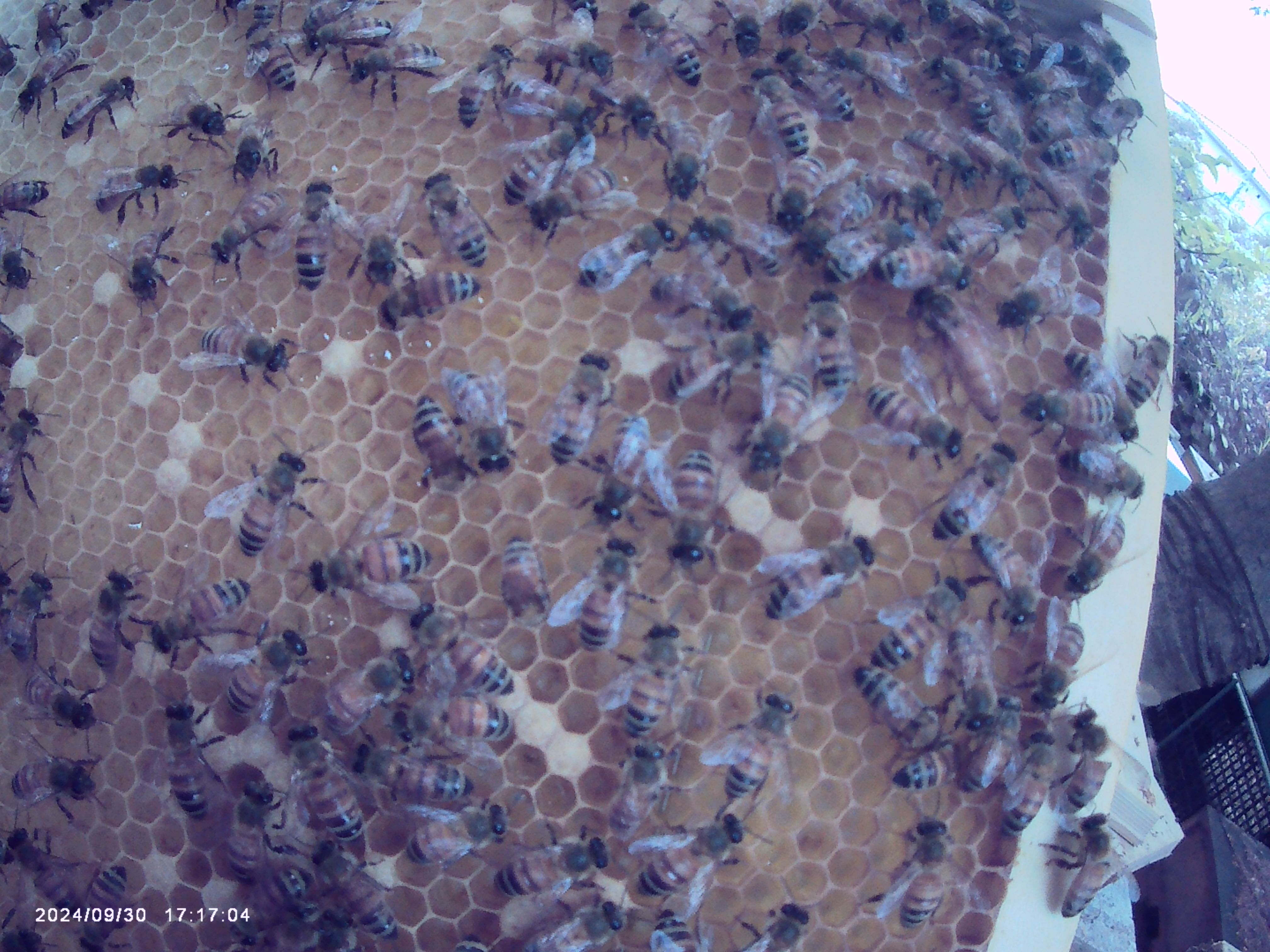 bee detection_rgbimages Object Detection Dataset by smartbeehivetest