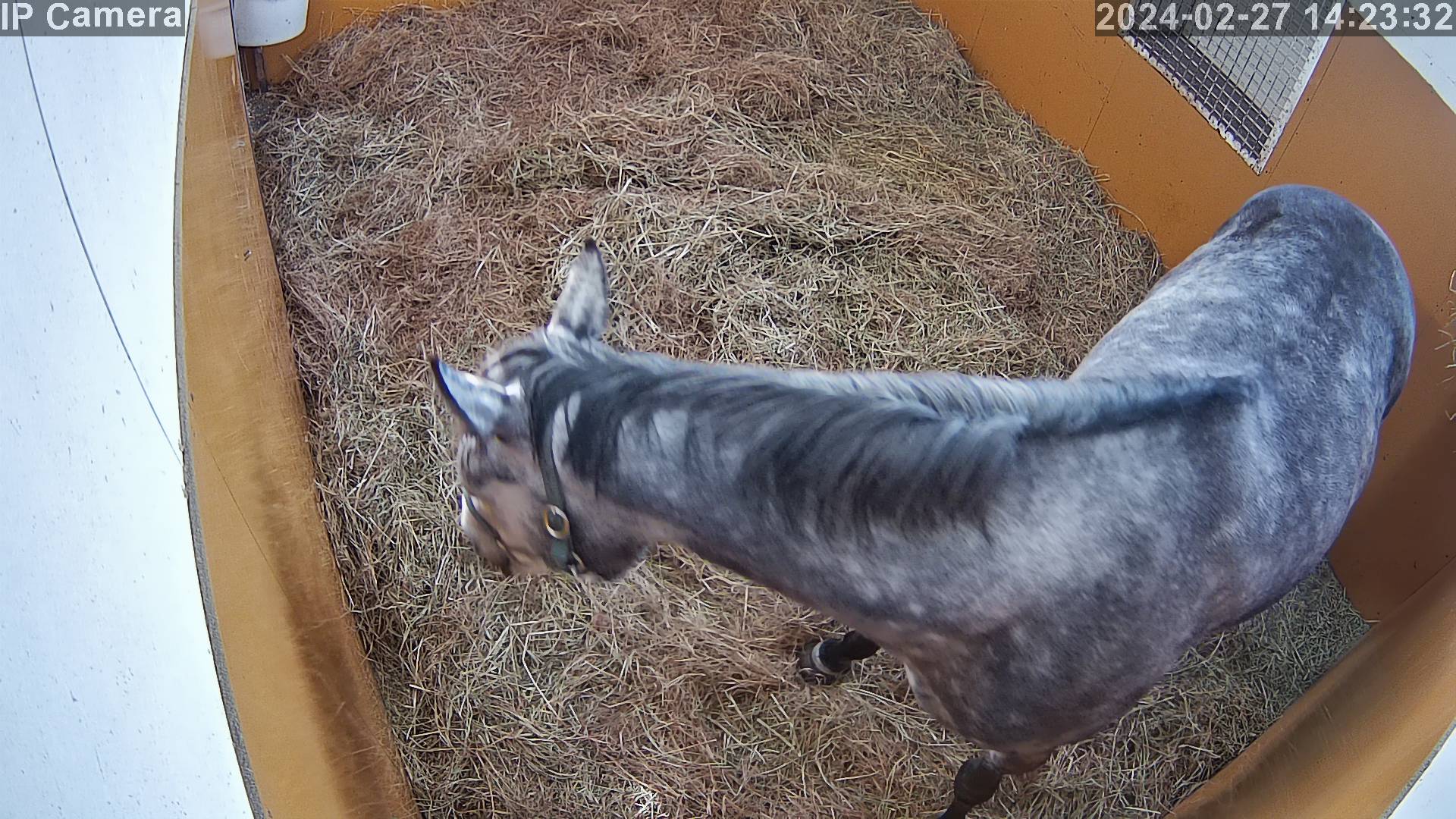 horse Object Detection Model by DAI