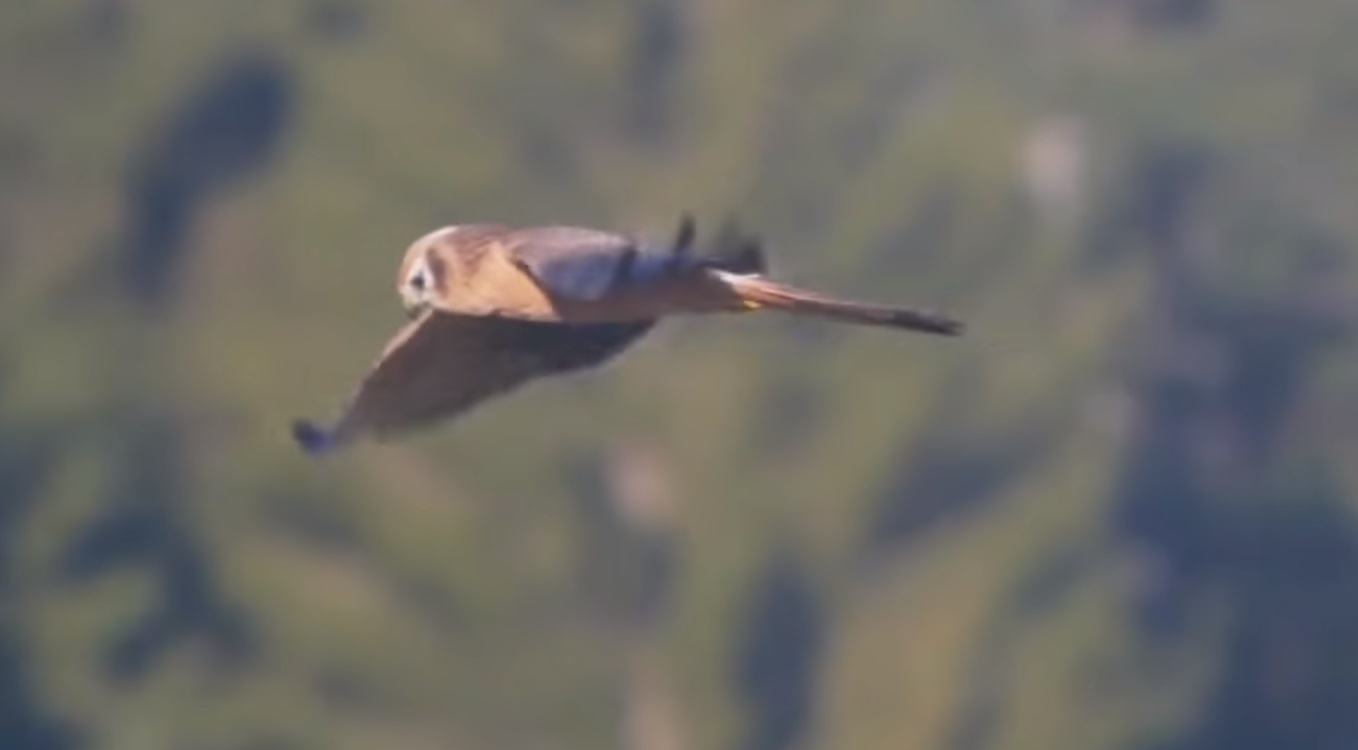 Main_birds Object Detection Dataset by Drone