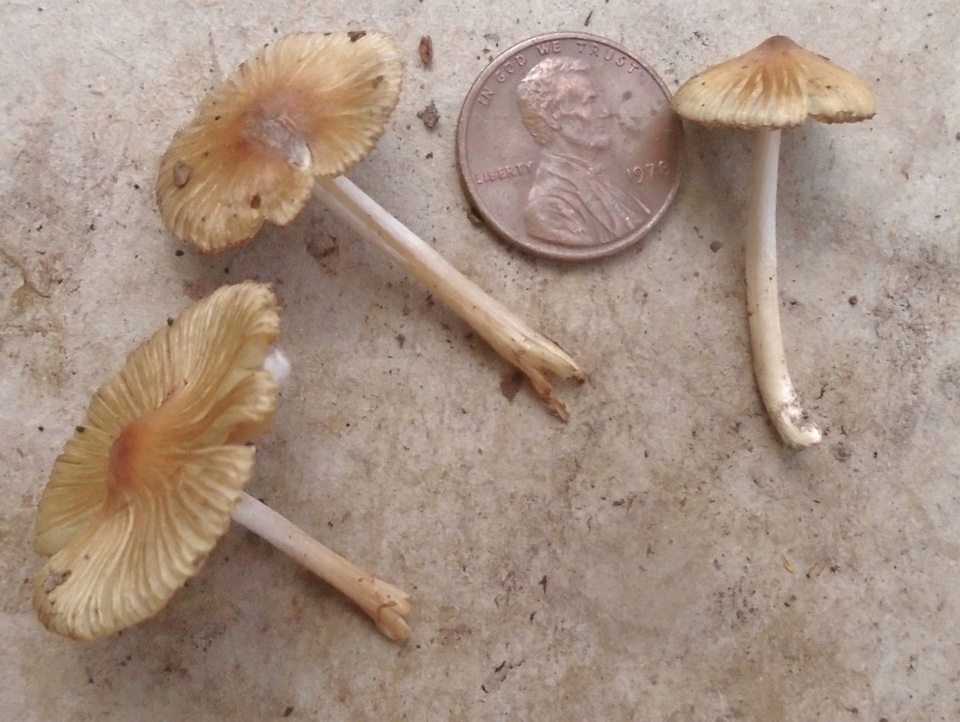 Mushroom Classification Object Detection Dataset By Scientific Research 2024