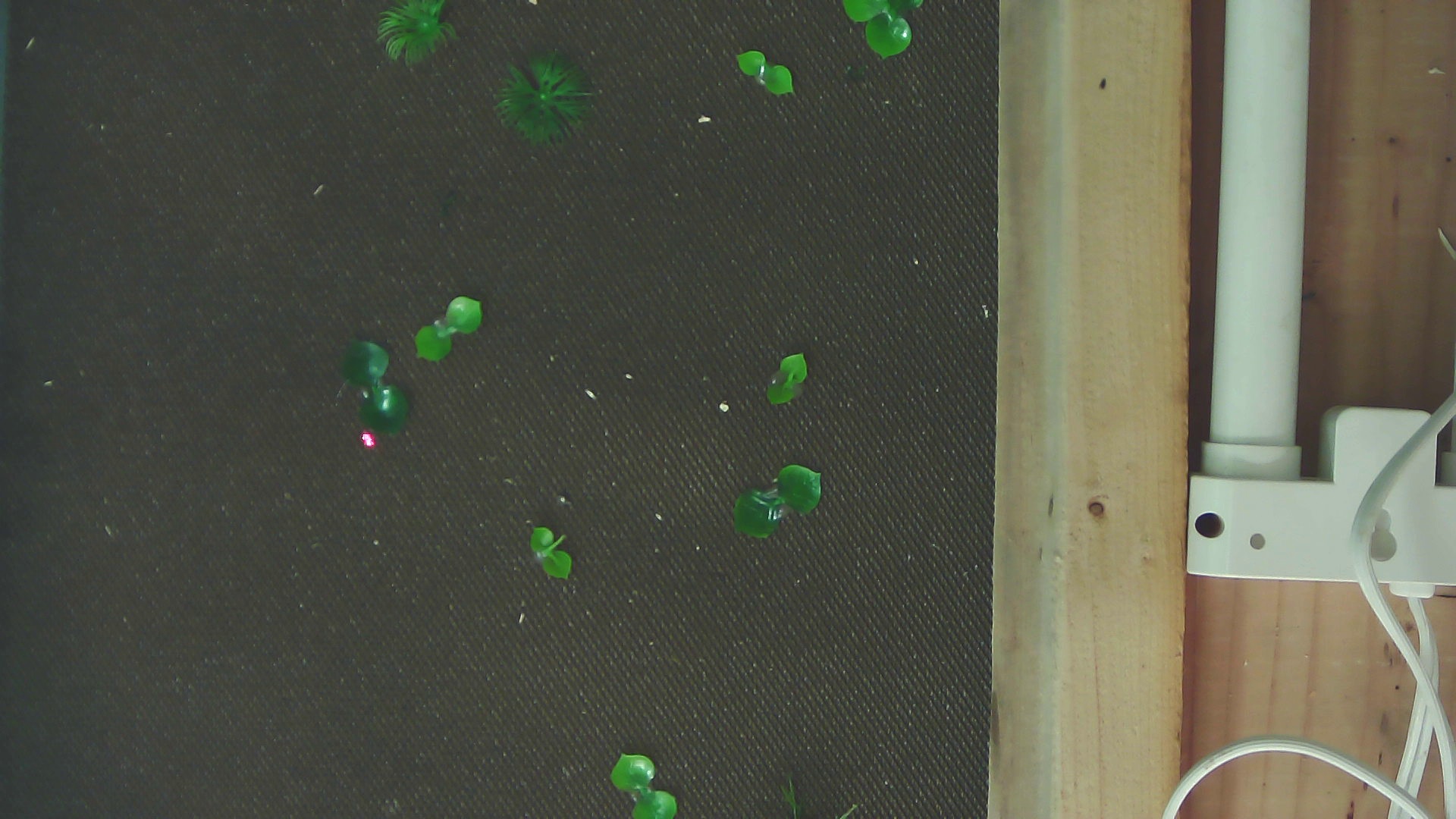 weed Object Detection Dataset by Work