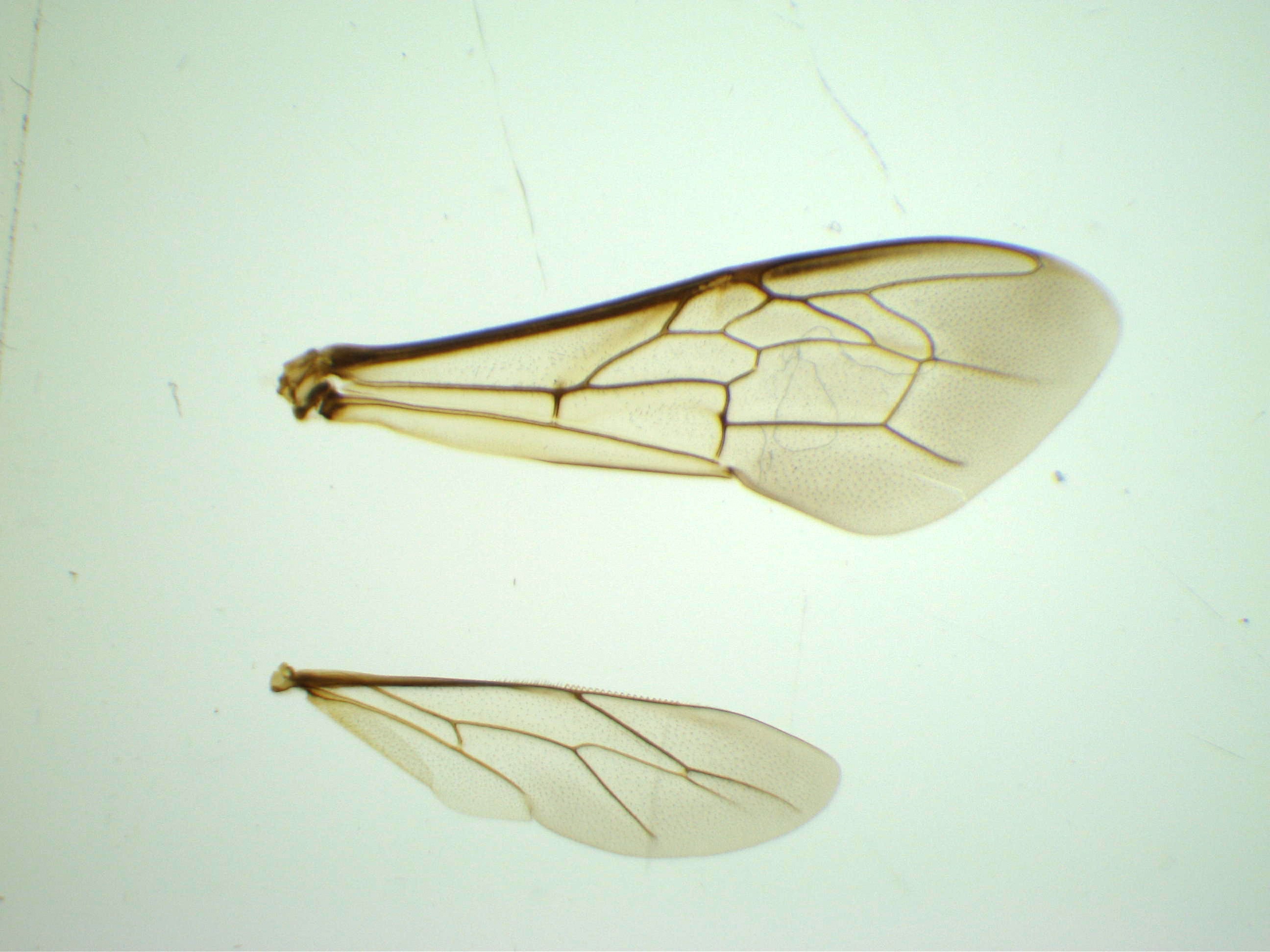 Bee wing Instance Segmentation Dataset and Pre-Trained Model by Apis