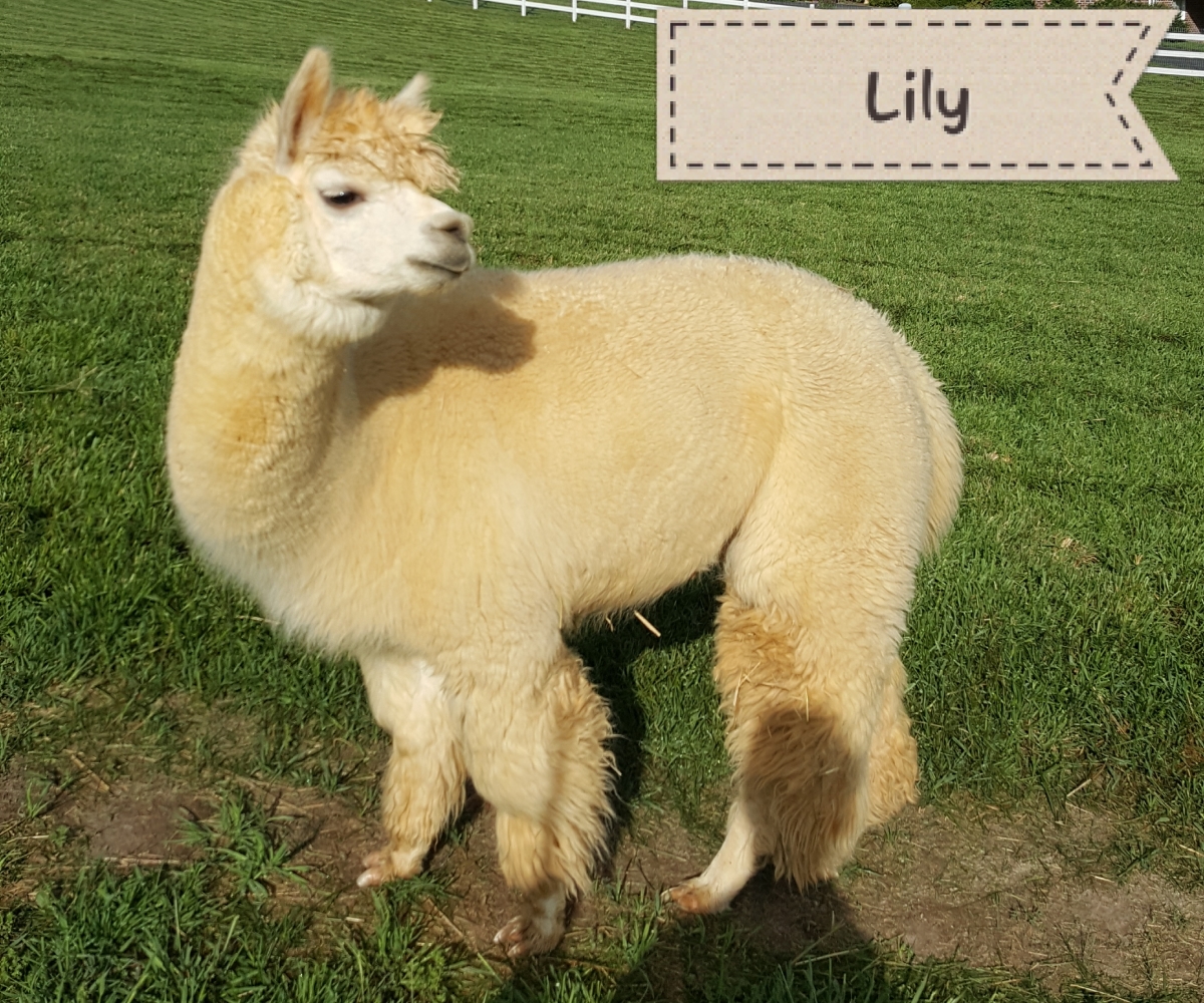 ML projects (ml-projects-tlrmx) - Roboflow Universe