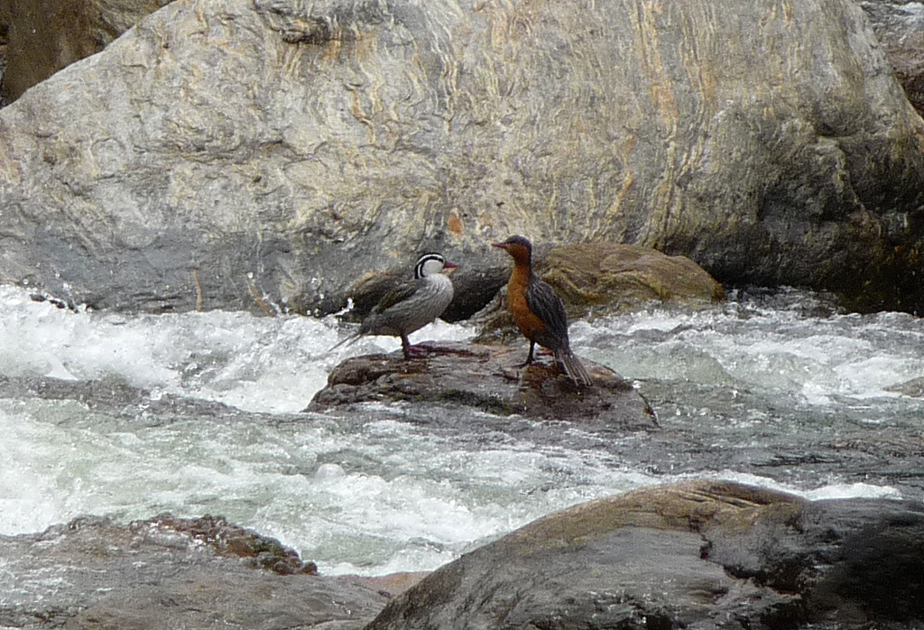 Duck Counting Object Detection Dataset By Uestc School Thesis