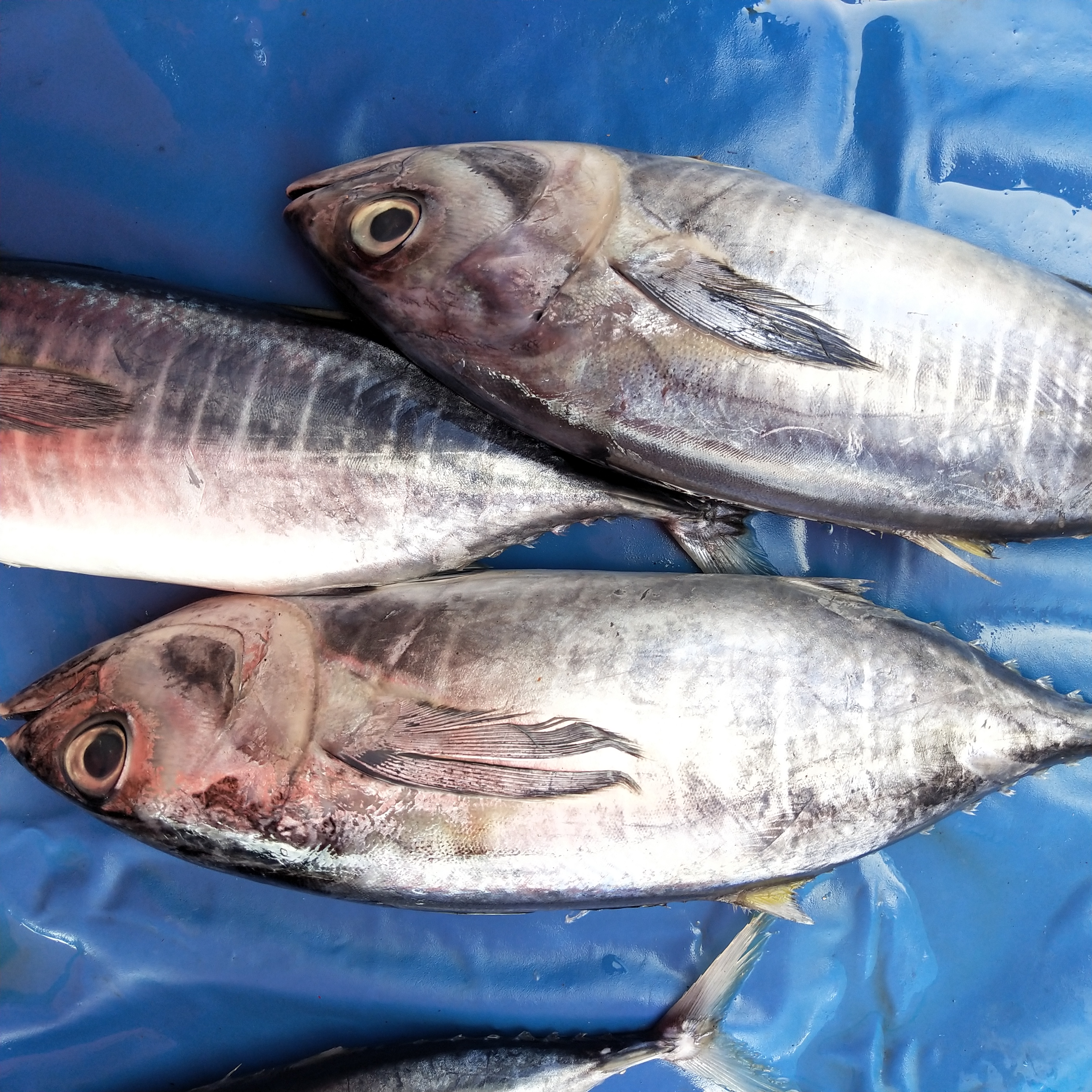mita Classification Dataset by fish