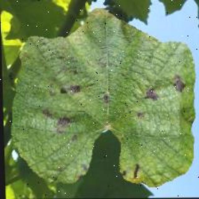 grape4 Object Detection Dataset by grape