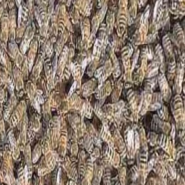 Bee_count Object Detection Dataset by NickKY0o7